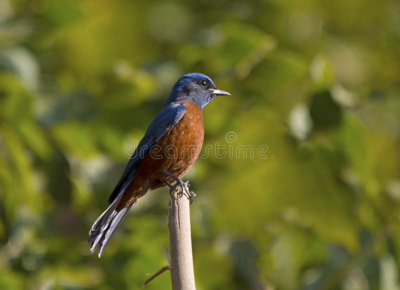 Chestnut Bellied Rock Thrush Monticola Rufiventris Stock Photo - Image ...