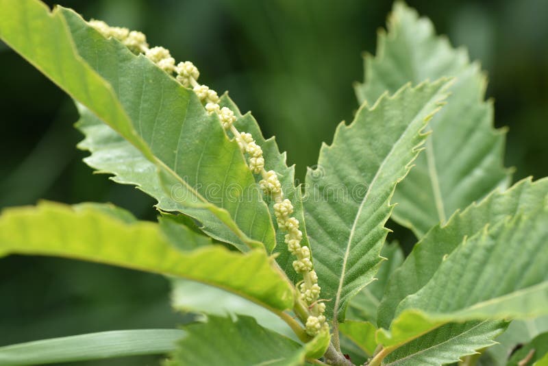Chestnut Bloom on a Young Tree Stock Image - Image of young, wildflower ...