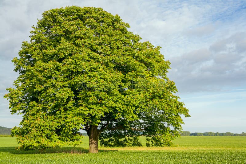 Chestnut blooming stock image. Image of landscaped, landscape - 39033585