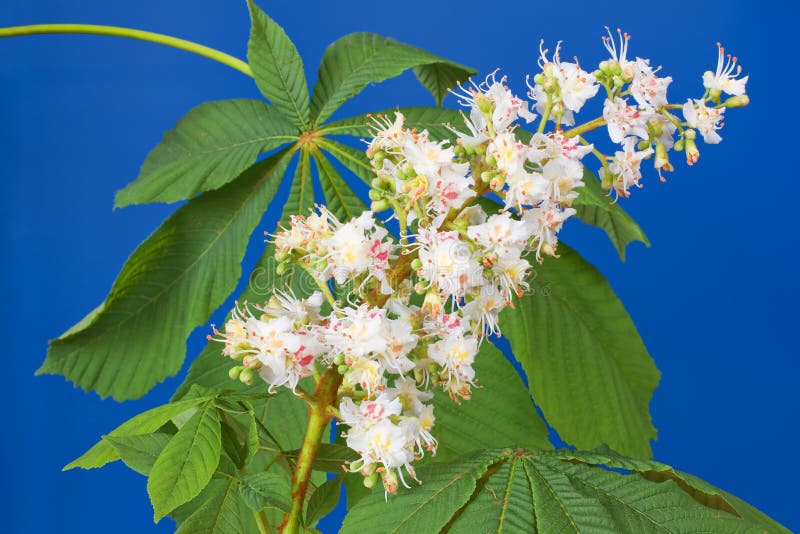 Chestnut Blue Picture. Image: 5215978