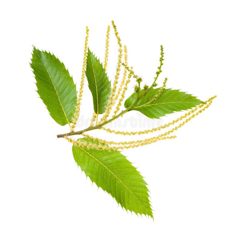 Chestnut Branch with Flowers Stock Image - Image of chestnut, white ...