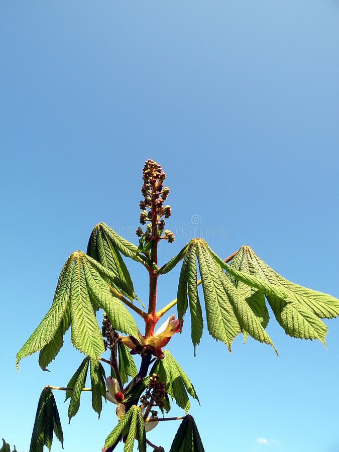 Chestnut branch with bloom stock photo. Image of nature - 14110492
