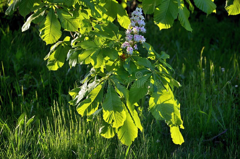 Chestnut Branch with Blooming Flower Stock Image - Image of bright ...