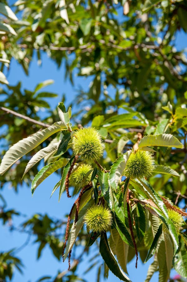 Chestnut Branch with Closed Burr Stock Photo - Image of chestnuts ...