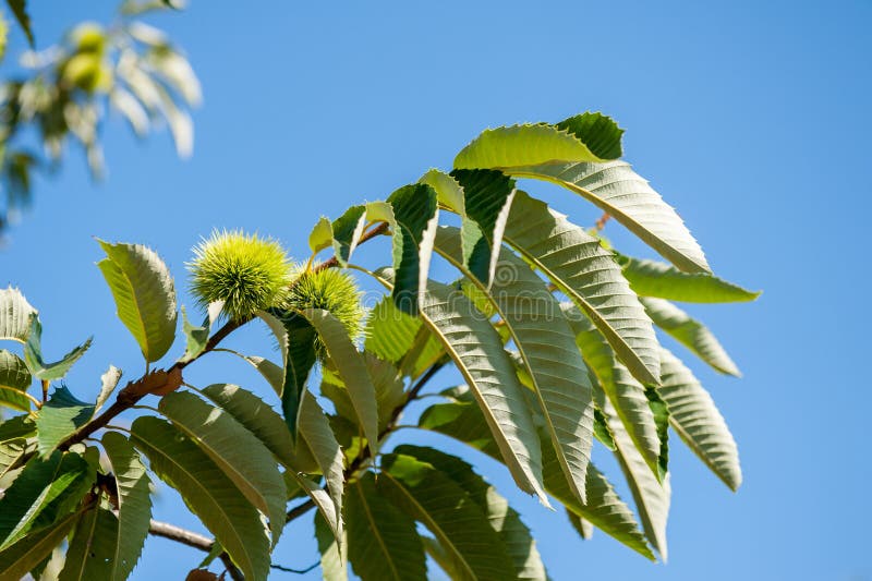 Chestnut Branch with Closed Burr Stock Image - Image of skin, burr ...