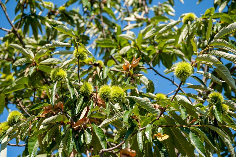Chestnut Branch with Closed Burr Stock Image - Image of ingredient ...