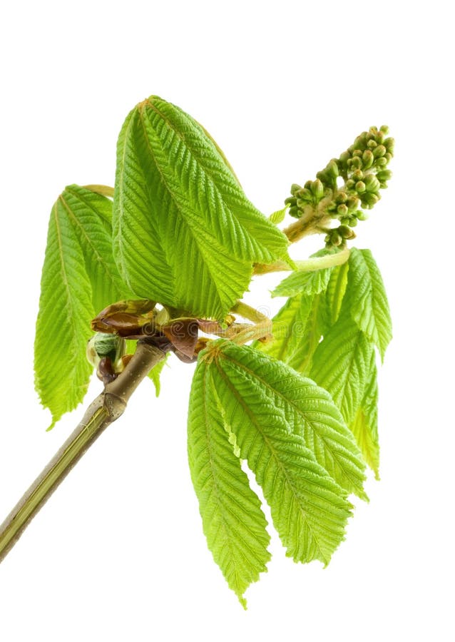 Chestnut Branch with Fresh Green Leaves. Stock Image - Image of botany ...