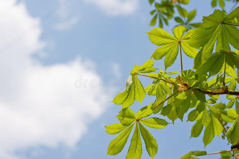 Chestnut Branch with Green Leafs Stock Photo - Image of beautiful ...