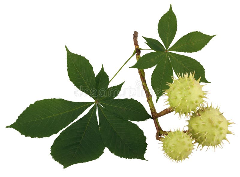 Chestnut Branch with Leaves Stock Image - Image of isolated, botanic ...