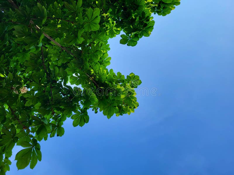 Chestnut Branches with Fresh Green Leaves on a Blue Sky Background ...