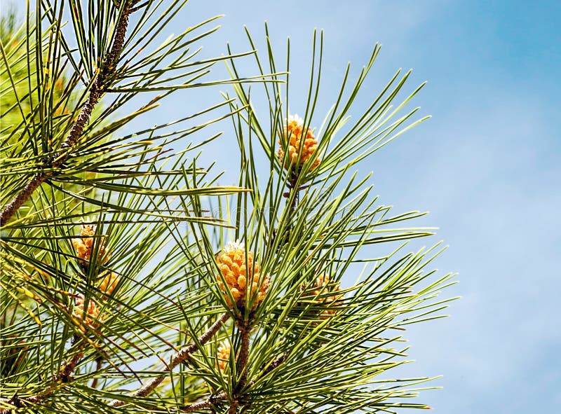 Chestnut branches stock photo. Image of branch, foods - 207311978