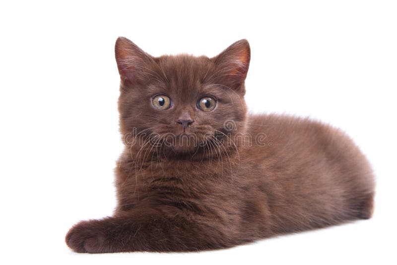 Chestnut British kitten stock photo. Image of animal - 21107962