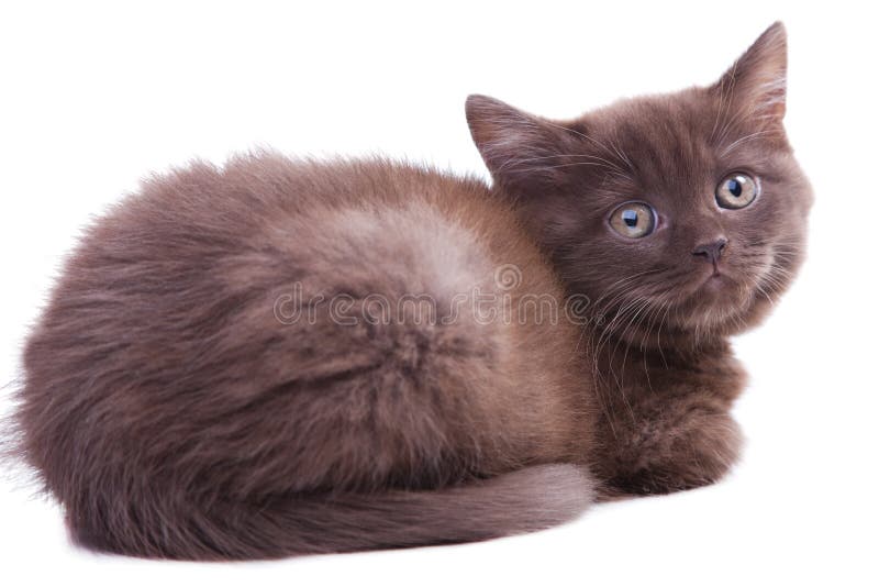 Chestnut British kitten stock photo. Image of mammal - 21108010