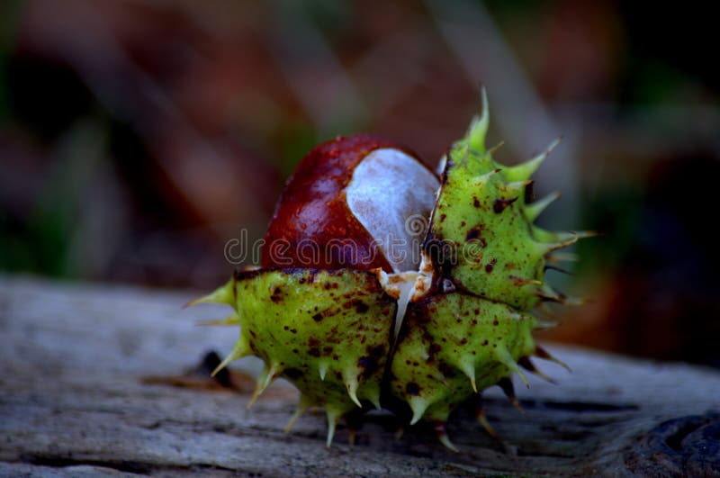 Chestnut stock photo. Image of plant, fresh, heap, chestnuts - 47851610