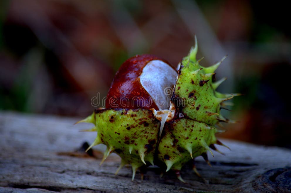 Chestnut stock photo. Image of plant, fresh, heap, chestnuts - 47851610