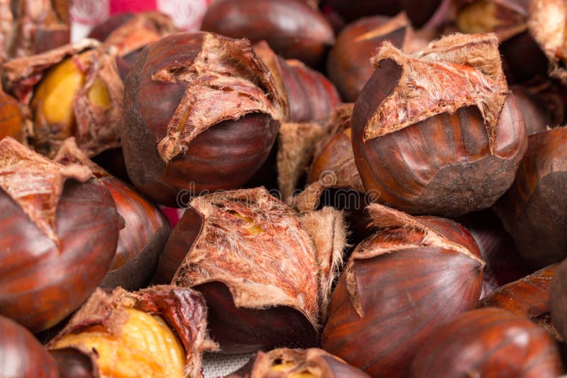 Chestnut stock photo. Image of health, botany, marron - 62036936