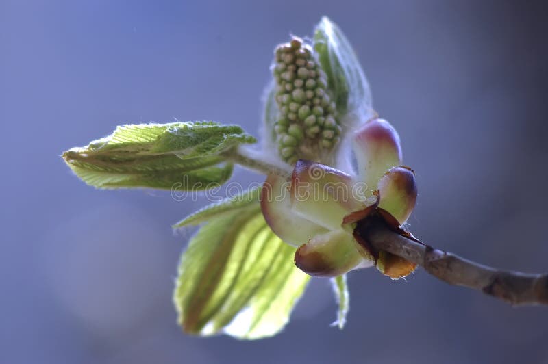 Chestnut bud stock image. Image of spring, season, leaf - 2284935