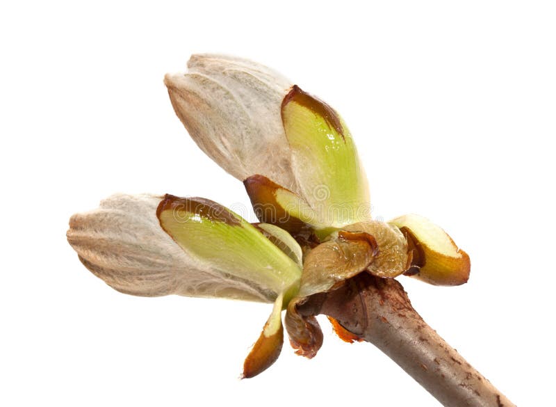 Chestnut sprout stock photo. Image of healthy, beginning - 5523626