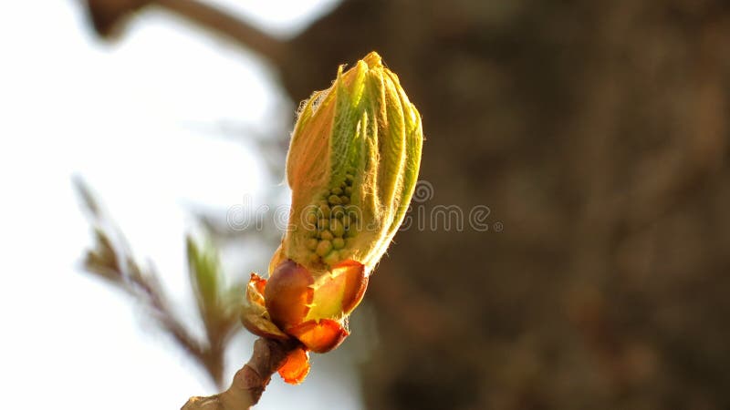 Chestnut Bud with Leaf Buds and Inflorescence Buds Stock Image - Image ...