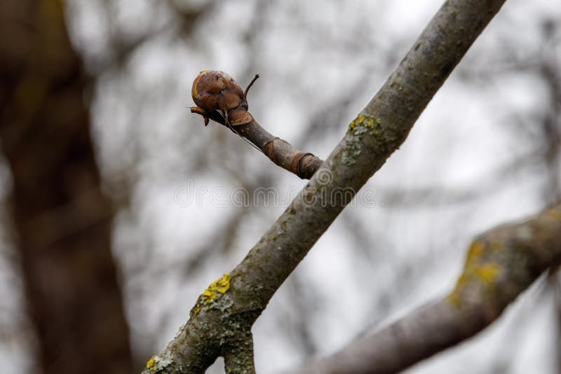 Chestnut Budding, Spring Bud Close-up Stock Image - Image of blossom, chestnut: 355319221