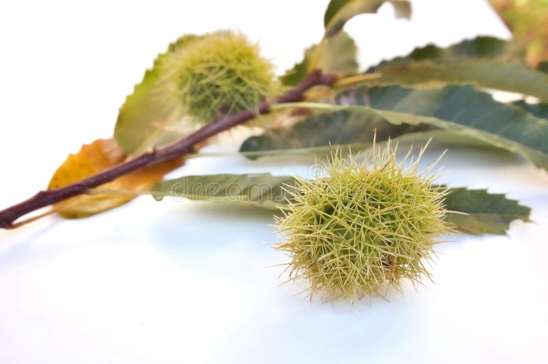 CHESTNUT BUG stock image. Image of prickly, fruit, chestnut - 26942097