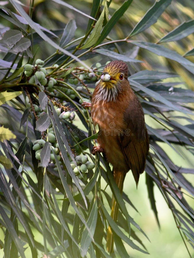 Chestnut Bulbul stock photo. Image of nomadic, garden - 17468078