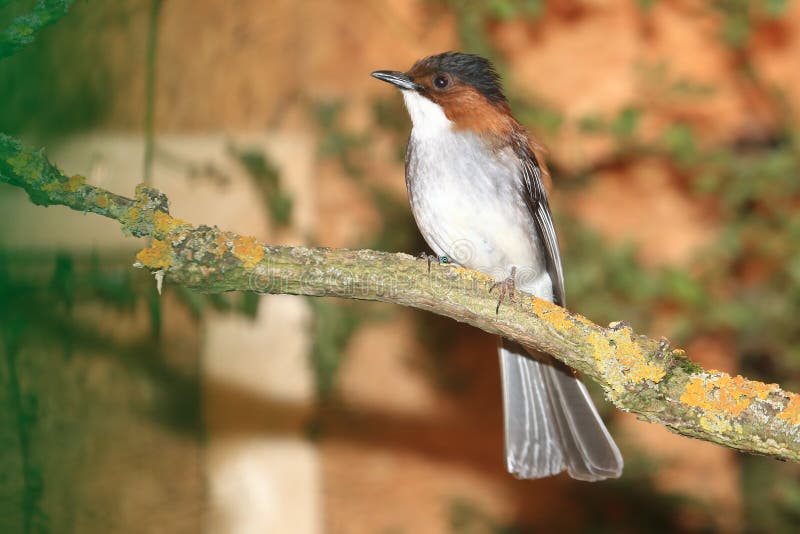 Chestnut bulbul stock photo. Image of hemixos, backed - 111255376