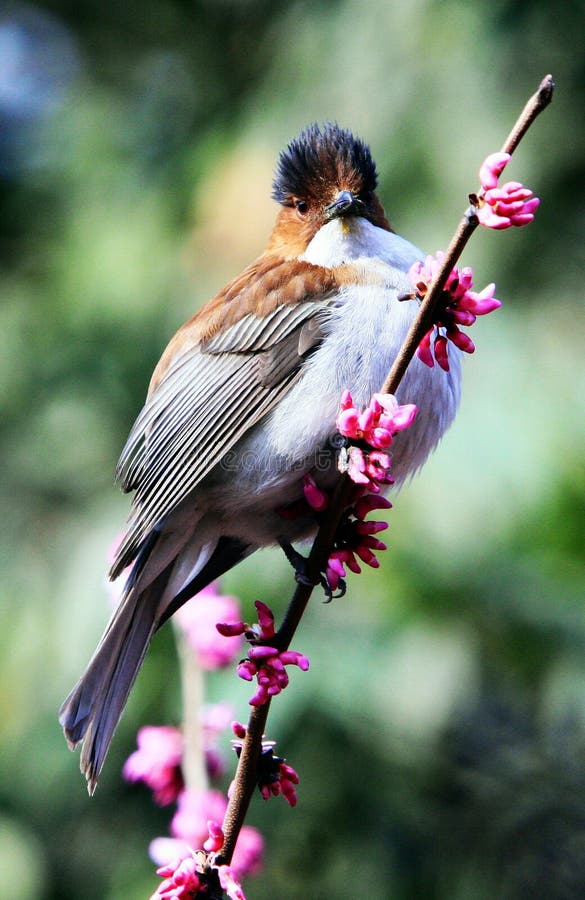 Chestnut Bulbul & Redbud Stock Photo - Image of birdpark, perch: 17468120