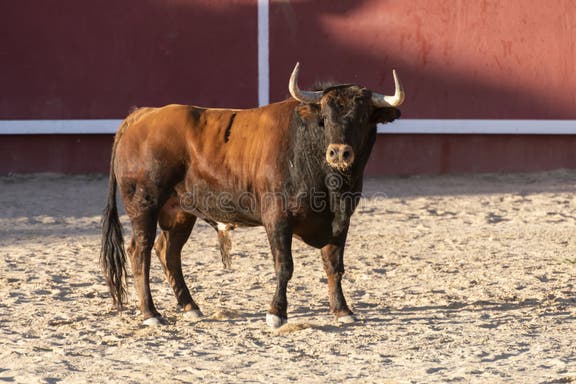Chestnut Bull in a Bullring Stock Image - Image of natural, bull: 340689925