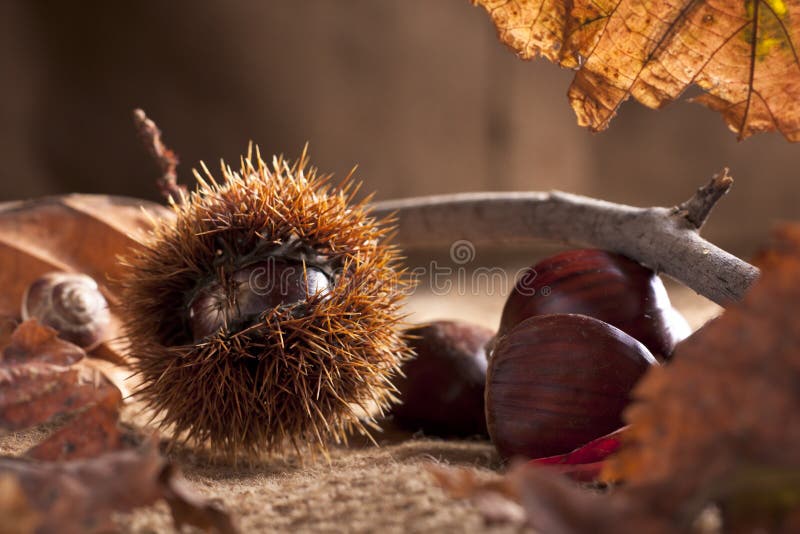 Chestnut with Bur stock photo. Image of jute, dead, fagaceae - 16498162