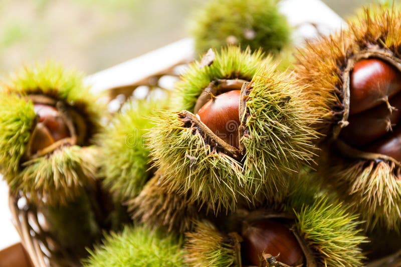 Chestnut with bur stock photo. Image of bunch, green - 21561878