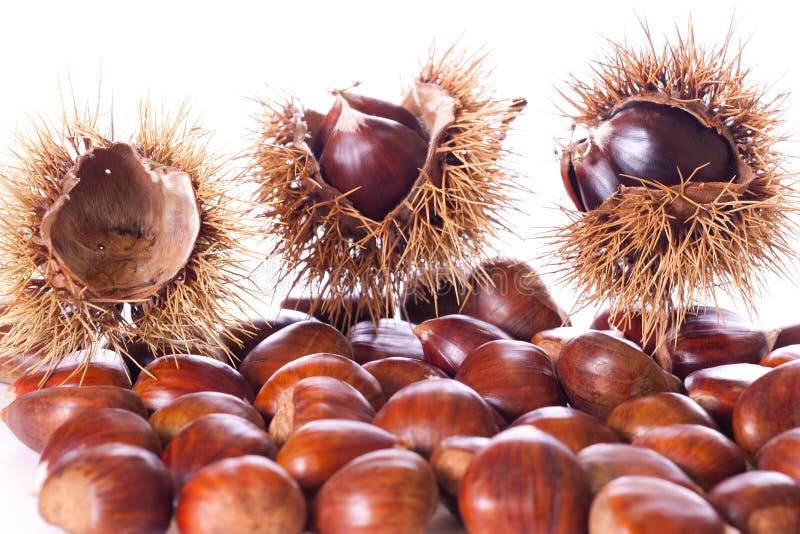 Chestnut burs stock photo. Image of autumnal, natural - 11723798