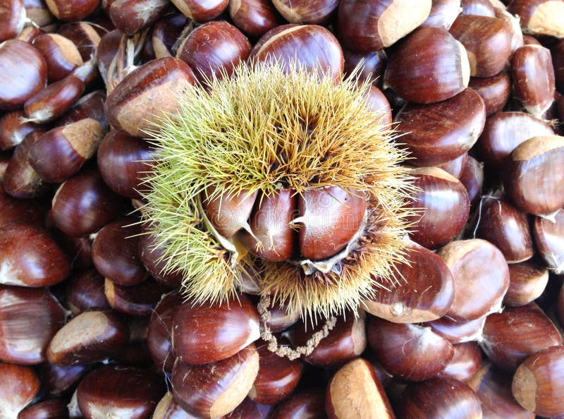 Chestnut burs stock photo. Image of health, natural, hazelnut - 26808636