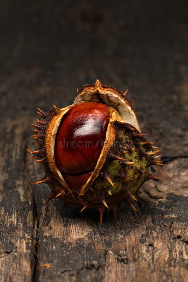 Chestnut (Castanea) in Prickly Shell Stock Photo - Image of abstarkt ...