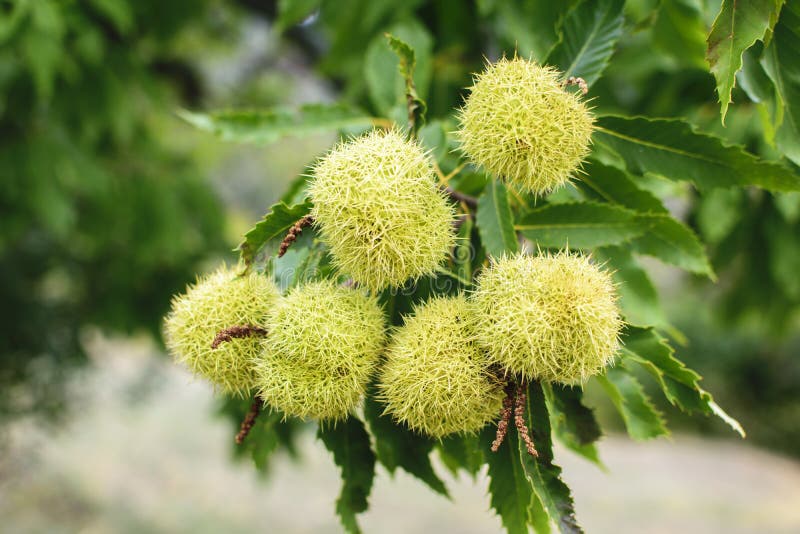 Castanea Sativa Wild Chestnut Tree with Chestnuts and Green Leaves ...