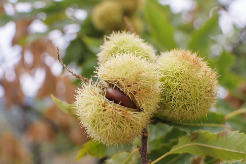Chestnut Castanea Sativa Fruit in a Branch Stock Image - Image of ...