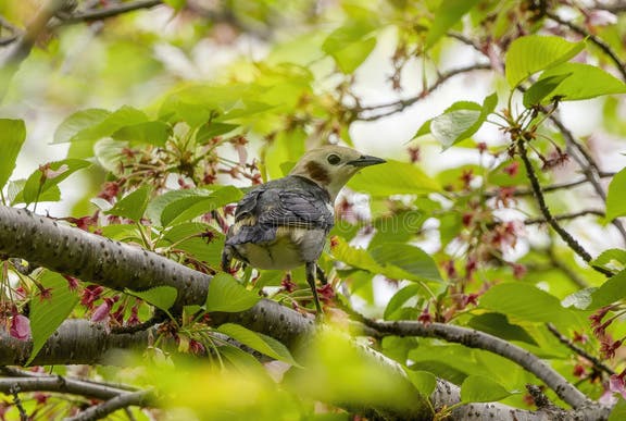 Chestnut-cheeked Starling Perching on a Branch of Cherry Tree. Stock ...