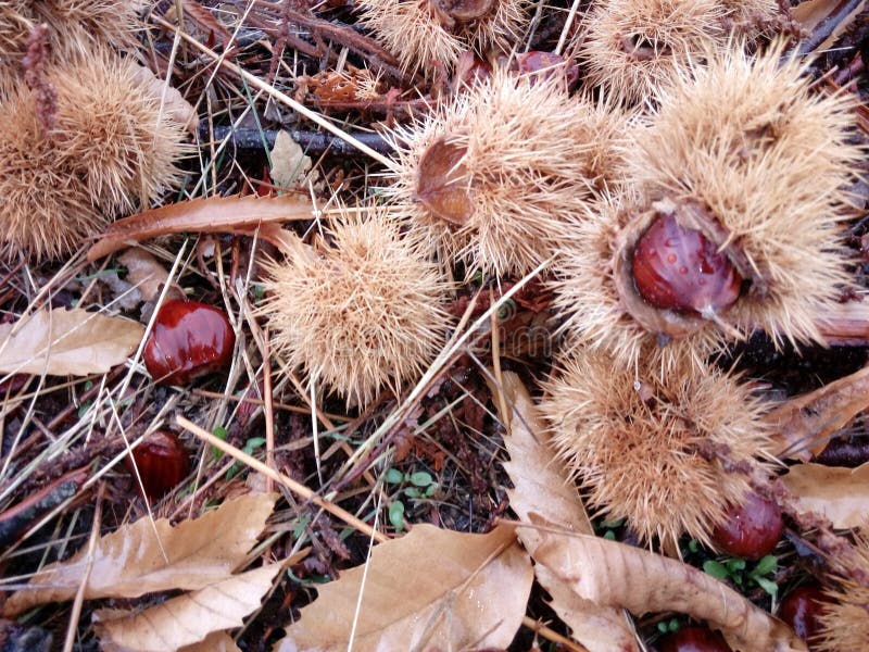 Chestnut stock image. Image of winter, fall, nature - 106764997