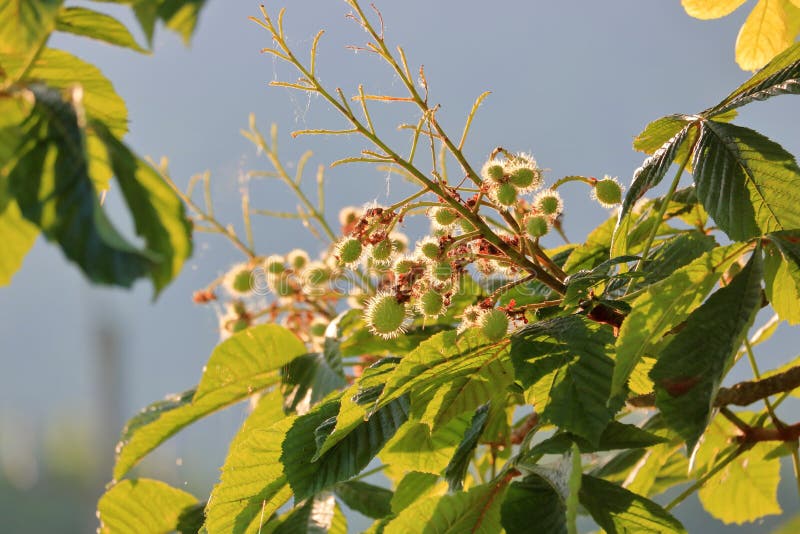 Chestnut or Chinese Branch with Seed Pods Stock Photo - Image of ...
