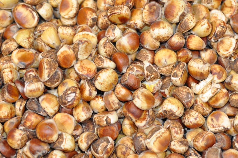 Chestnut stock photo. Image of castanea, chinese, agriculture - 33163926