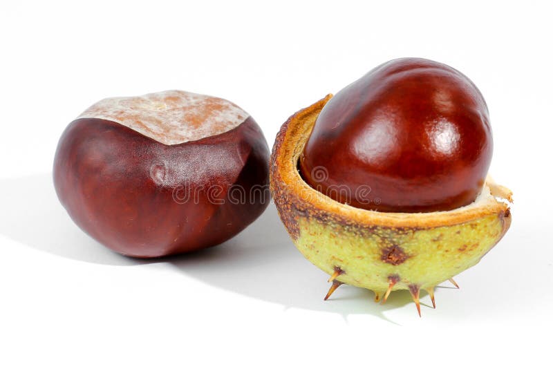 Chestnut stock photo. Image of tasty, macro, skin, shell - 26662756