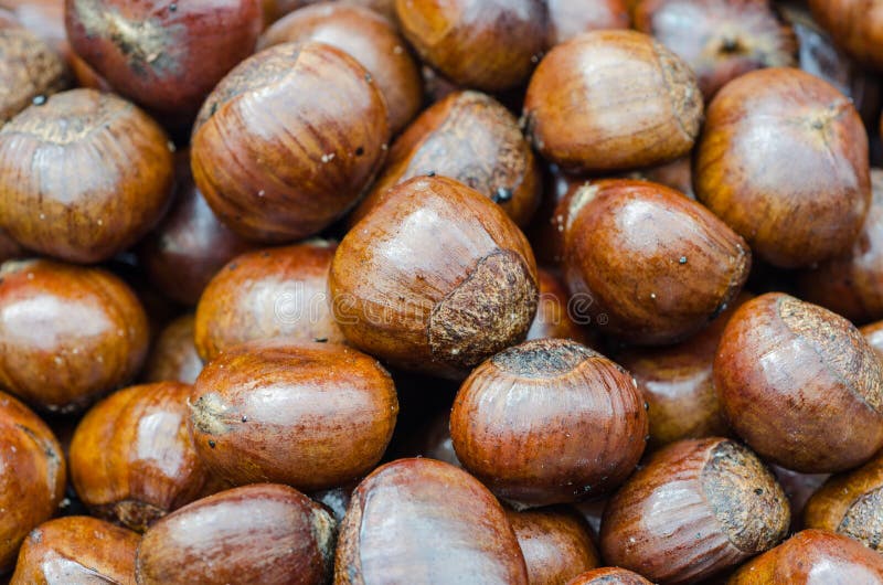 Chestnut stock image. Image of maroni, healthy, freshness - 44256949