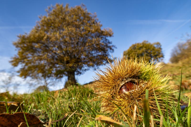 Chestnut Close Up with a Chestnut Tree in Background in Autumn Stock ...