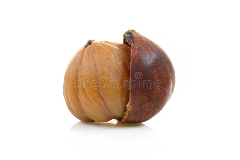 Conkers on string stock photo. Image of challenge, conquer - 10998876