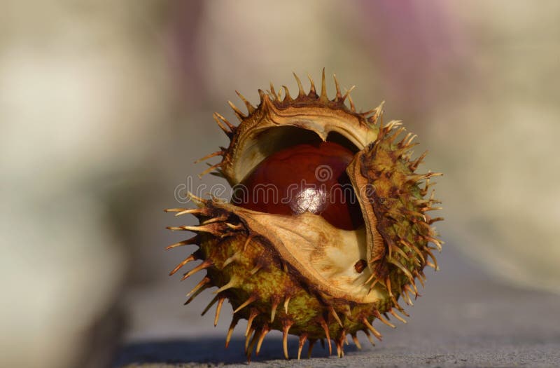 Chestnut Closeup in the Shell Stock Image - Image of spine, conker ...