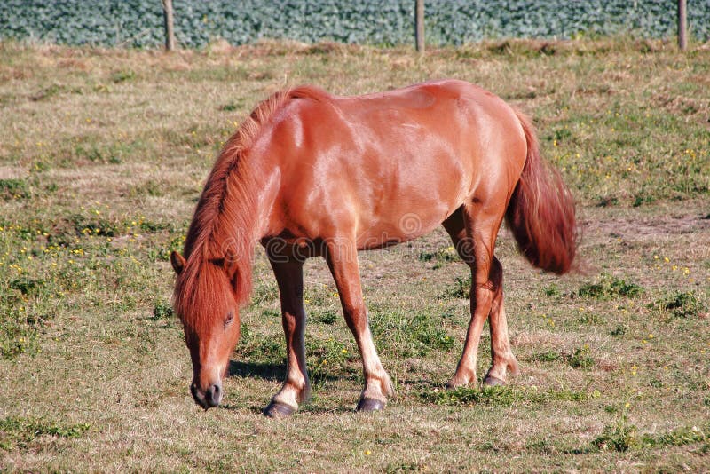 Chestnut Colored Mare stock image. Image of bright, outside - 55153737