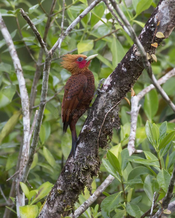 Chestnut-colored Woodpecker Celeus Castaneus Stock Image - Image of ...