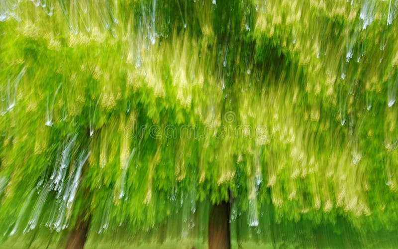 Chestnut crown stock image. Image of crown, chestnuts - 190985819