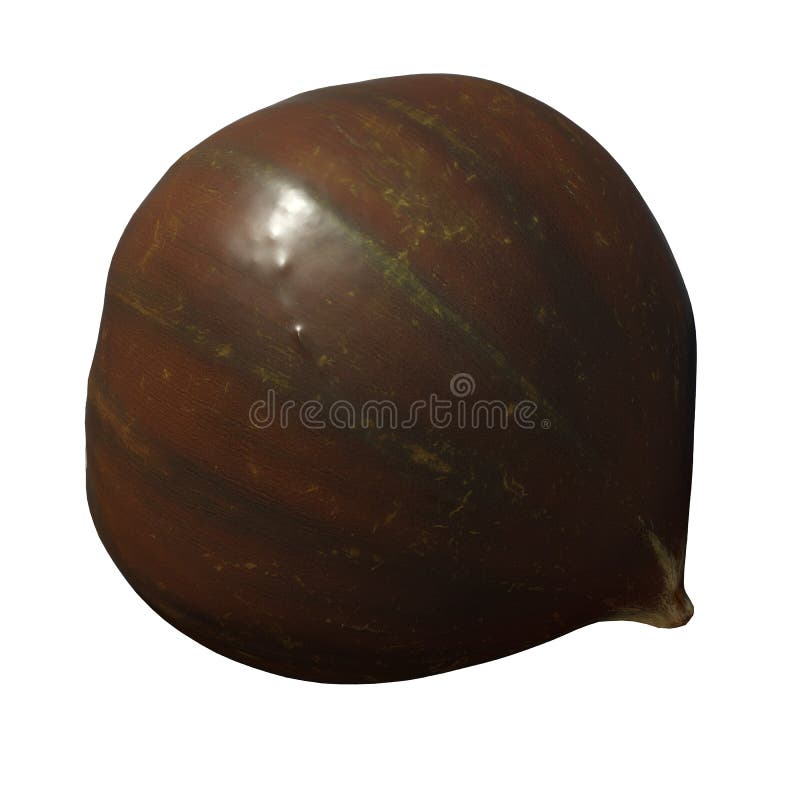 Chestnut 3d Illustration Isolated on the White Background Stock ...