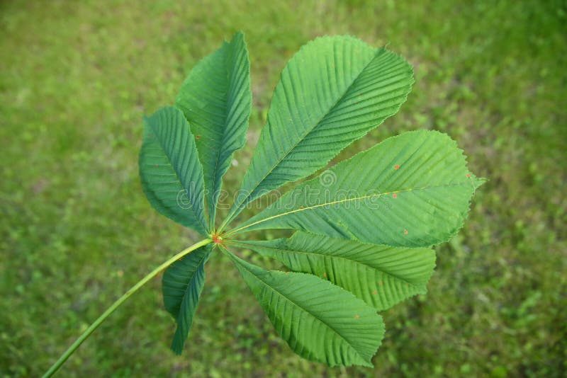Chestnut is a Deciduous Tree with Interesting Leaves in the Shape of a ...